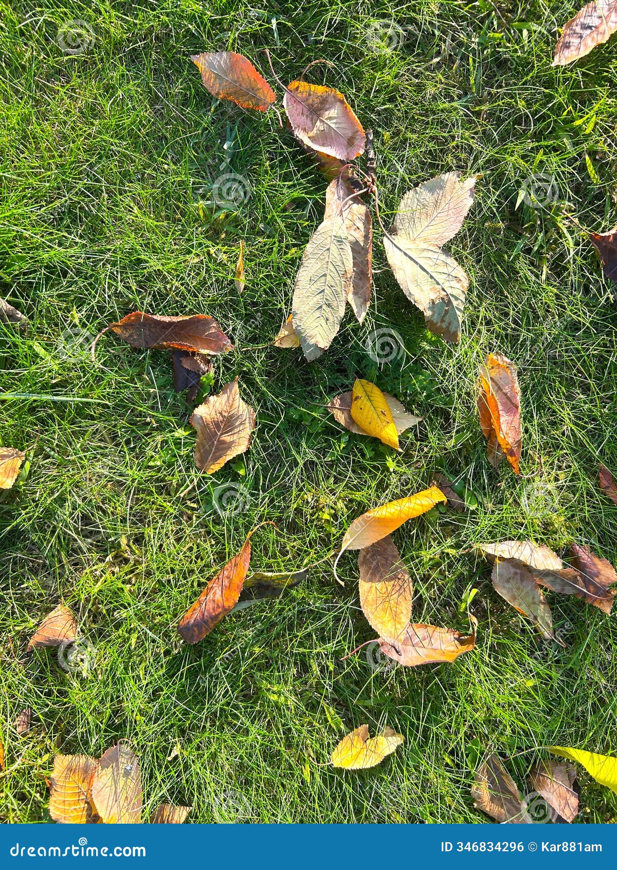 Texture Leaves, Background Autumn Leaves, Autumn Wallpapers Stock Photo ...