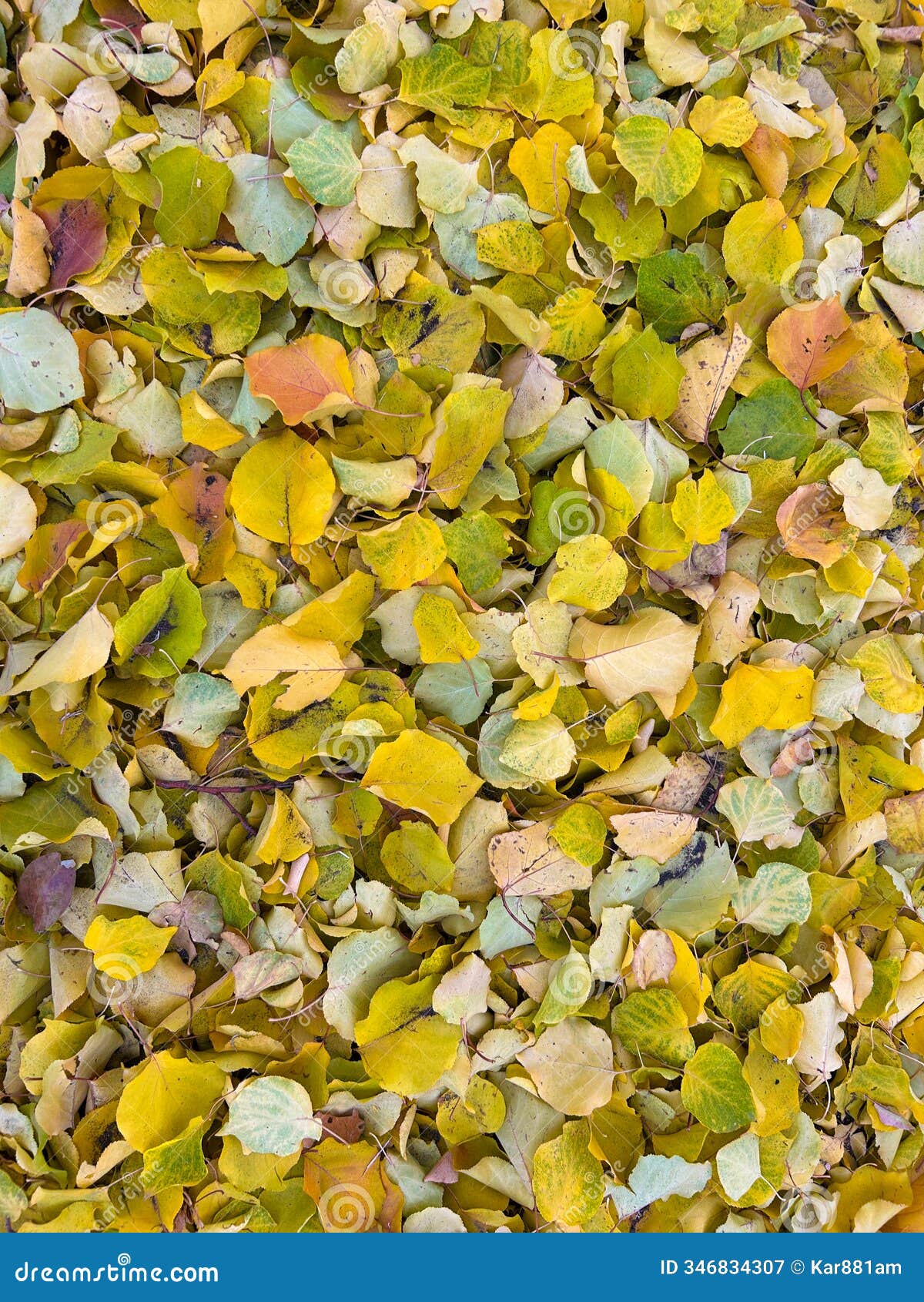 Texture Leaves, Background Autumn Leaves, Autumn Wallpapers Stock Image ...