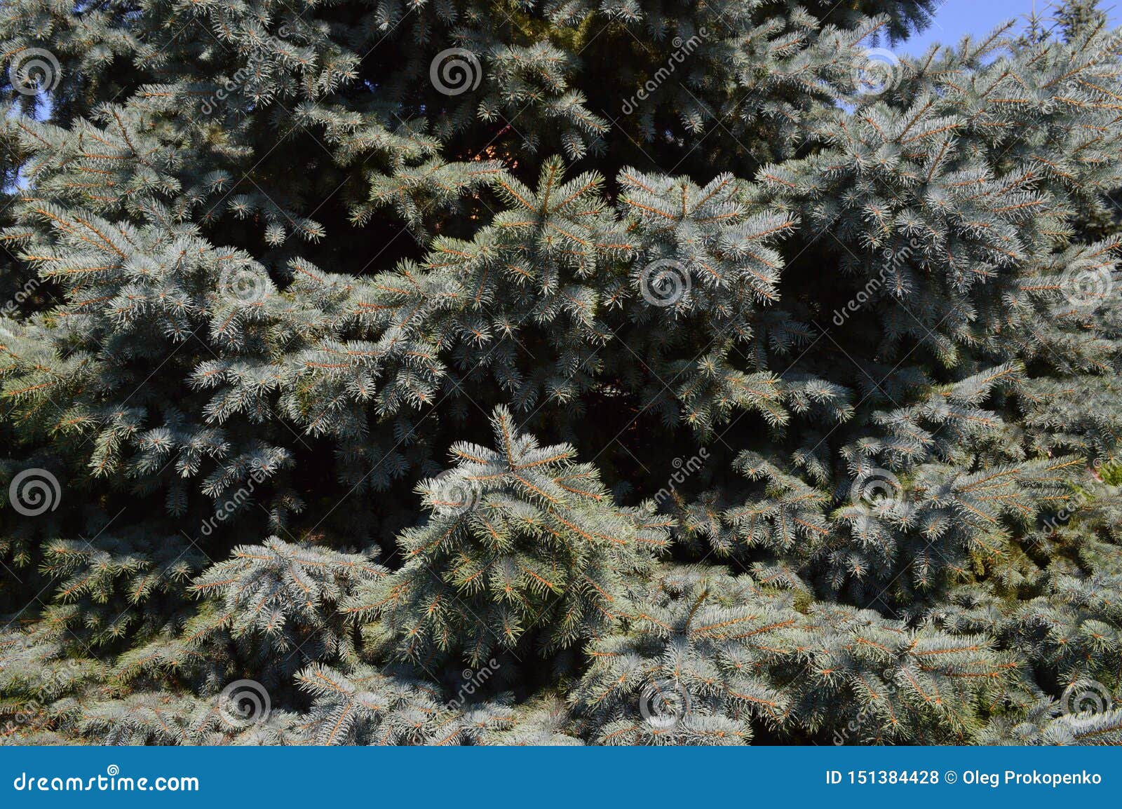 The Texture of the Leaves and Branches of Plants and Trees Stock Photo ...