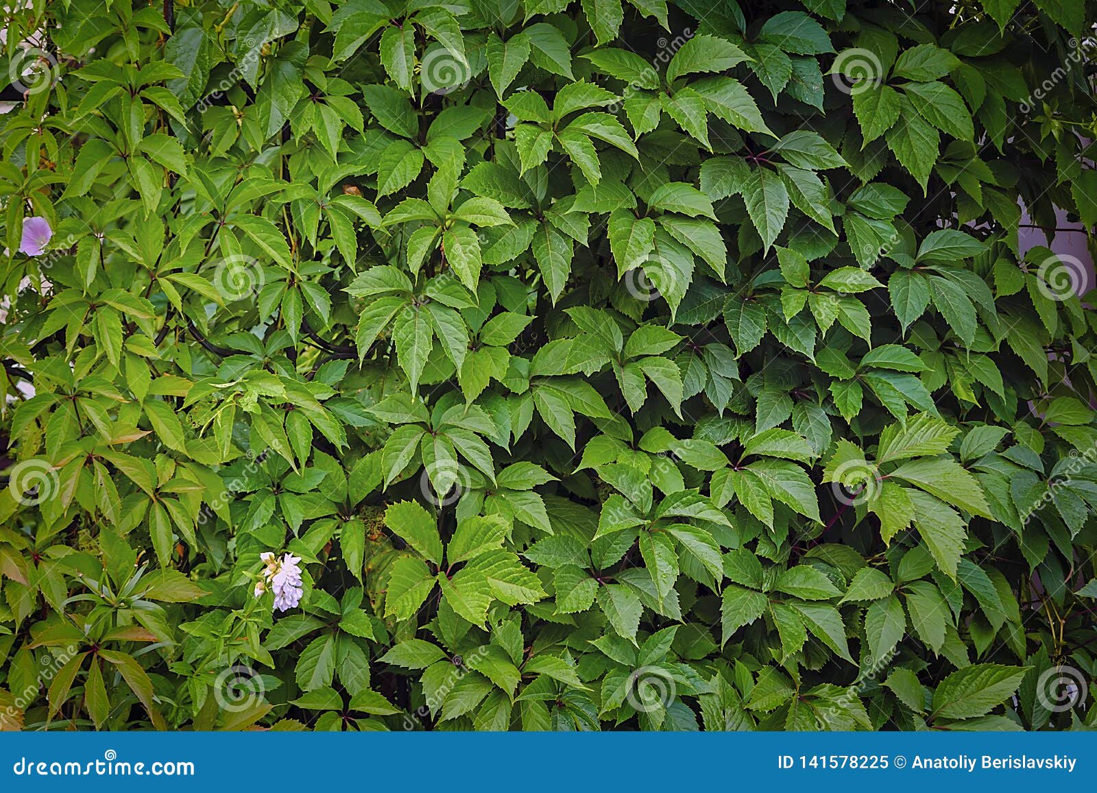 The Texture of the Leaves of a Climbing Plant Stock Image - Image of ...