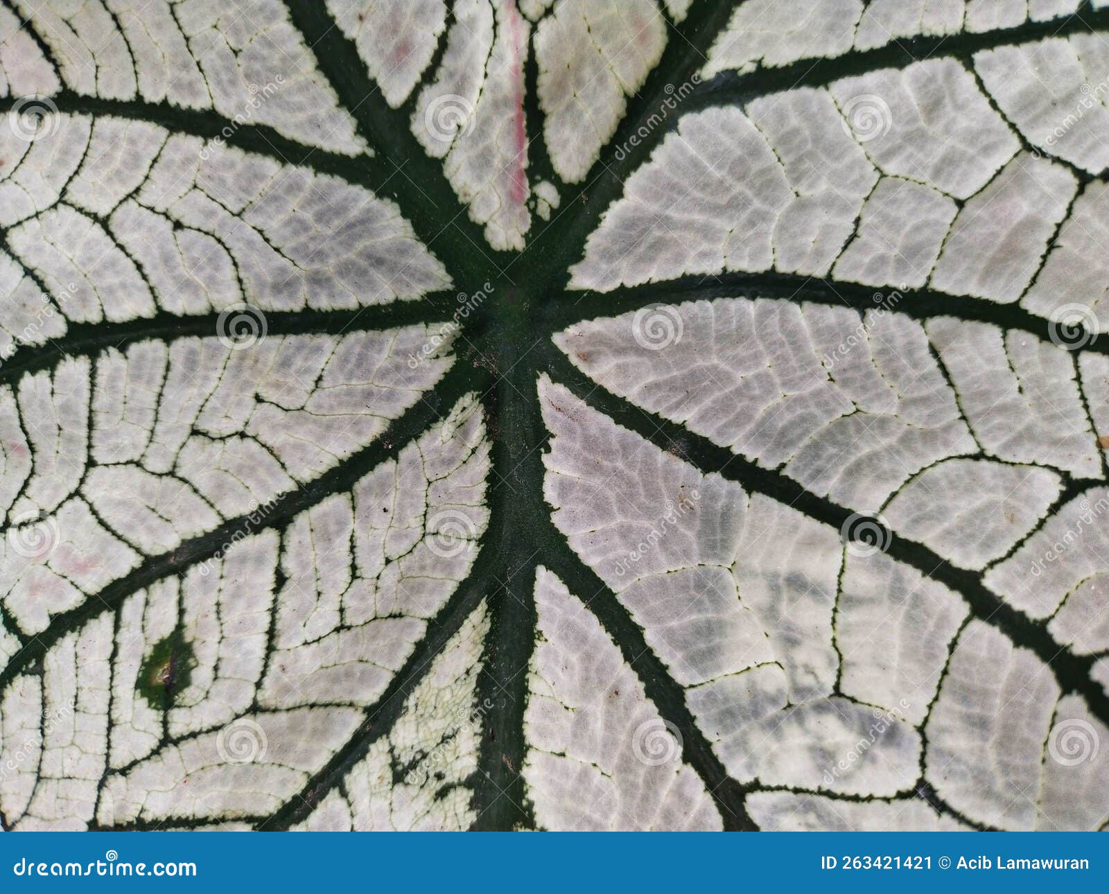 Texture of Leaves of Ornamental Plant Types of White Taro. Stock Image ...