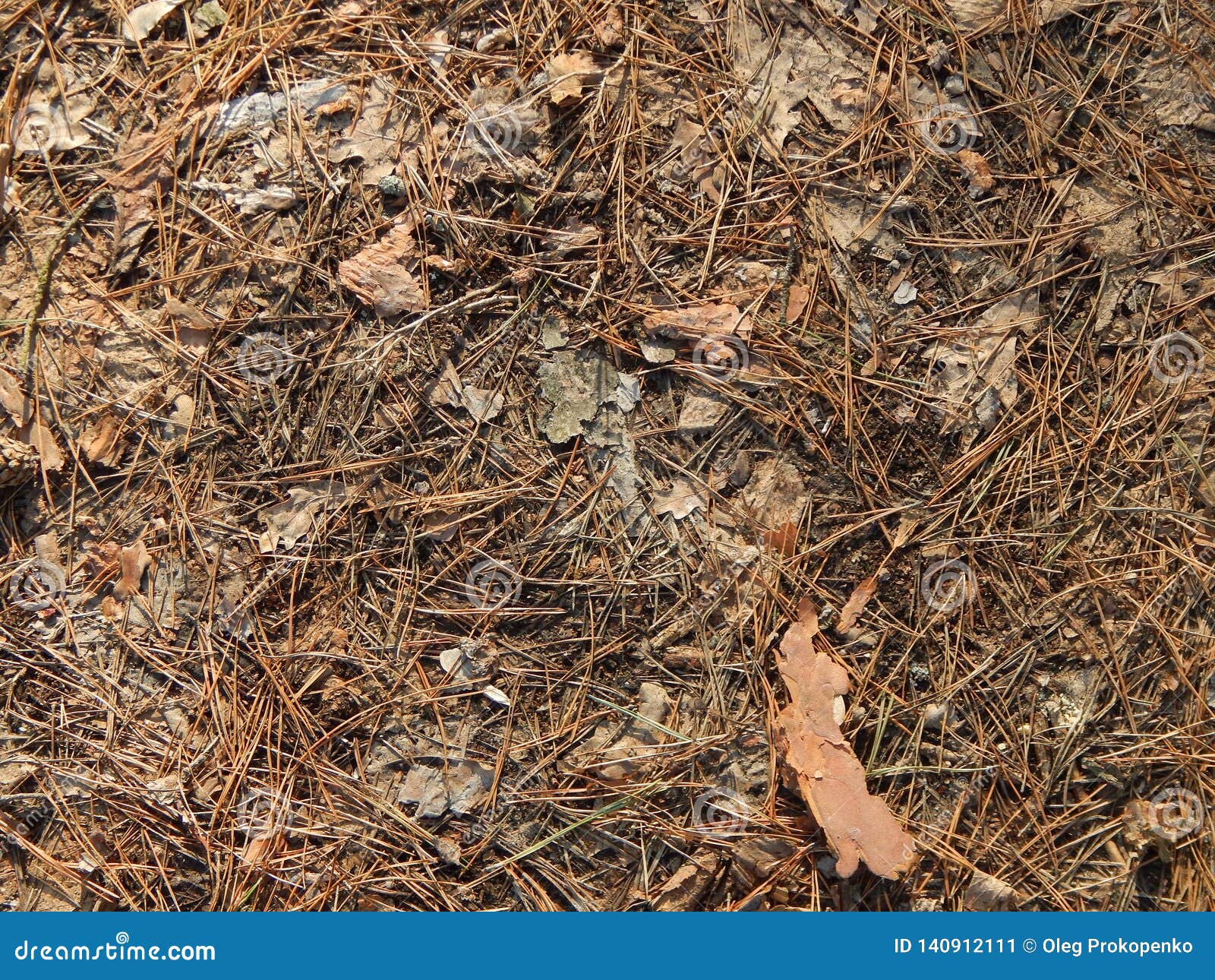 The Texture of the Leaves of Trees, Twigs Stock Image - Image of close ...