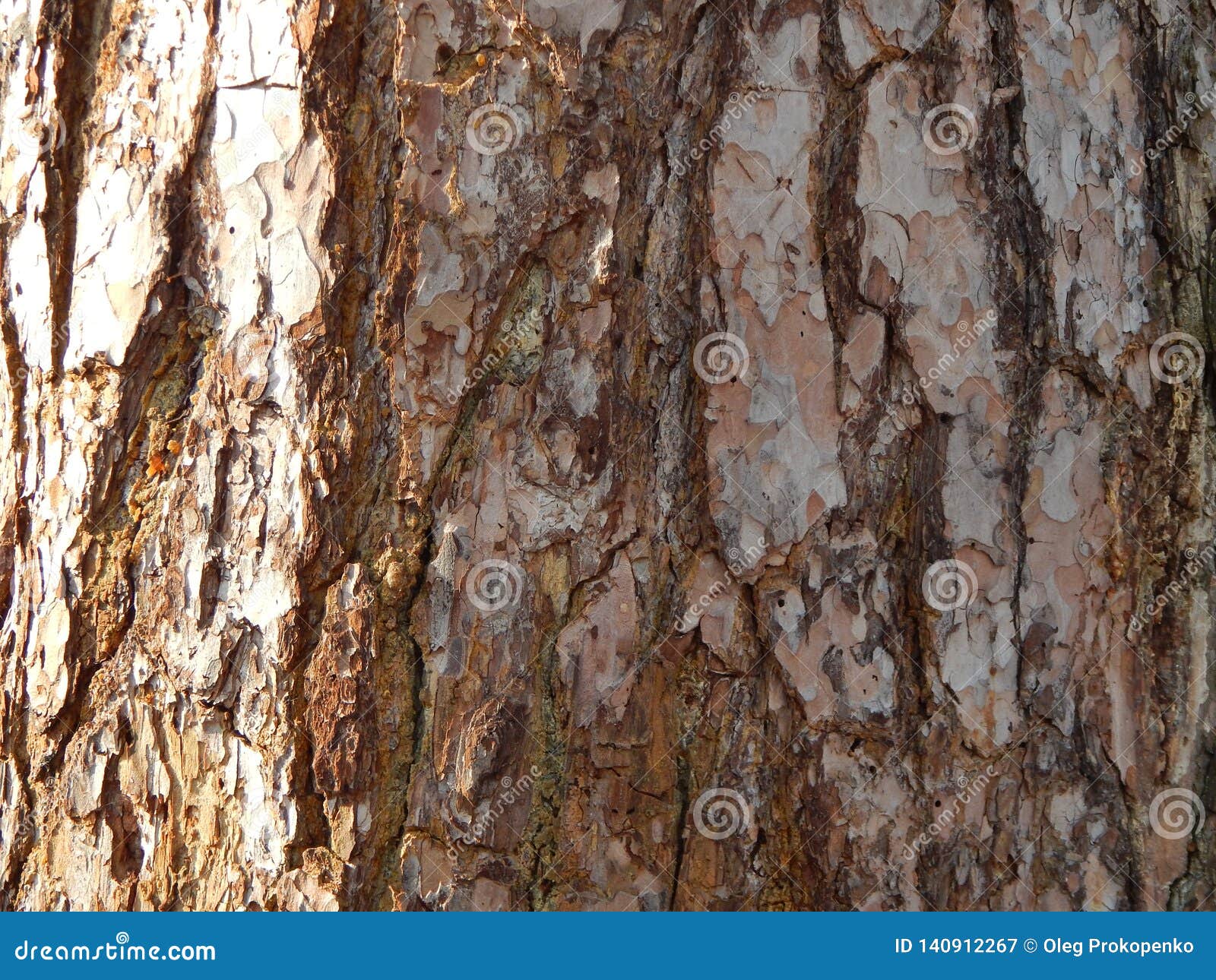 The Texture of the Leaves of Trees, Twigs Stock Image - Image of plant ...