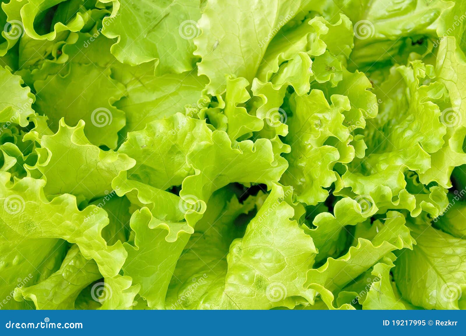 The texture of the lettuce stock image. Image of garden - 19217995