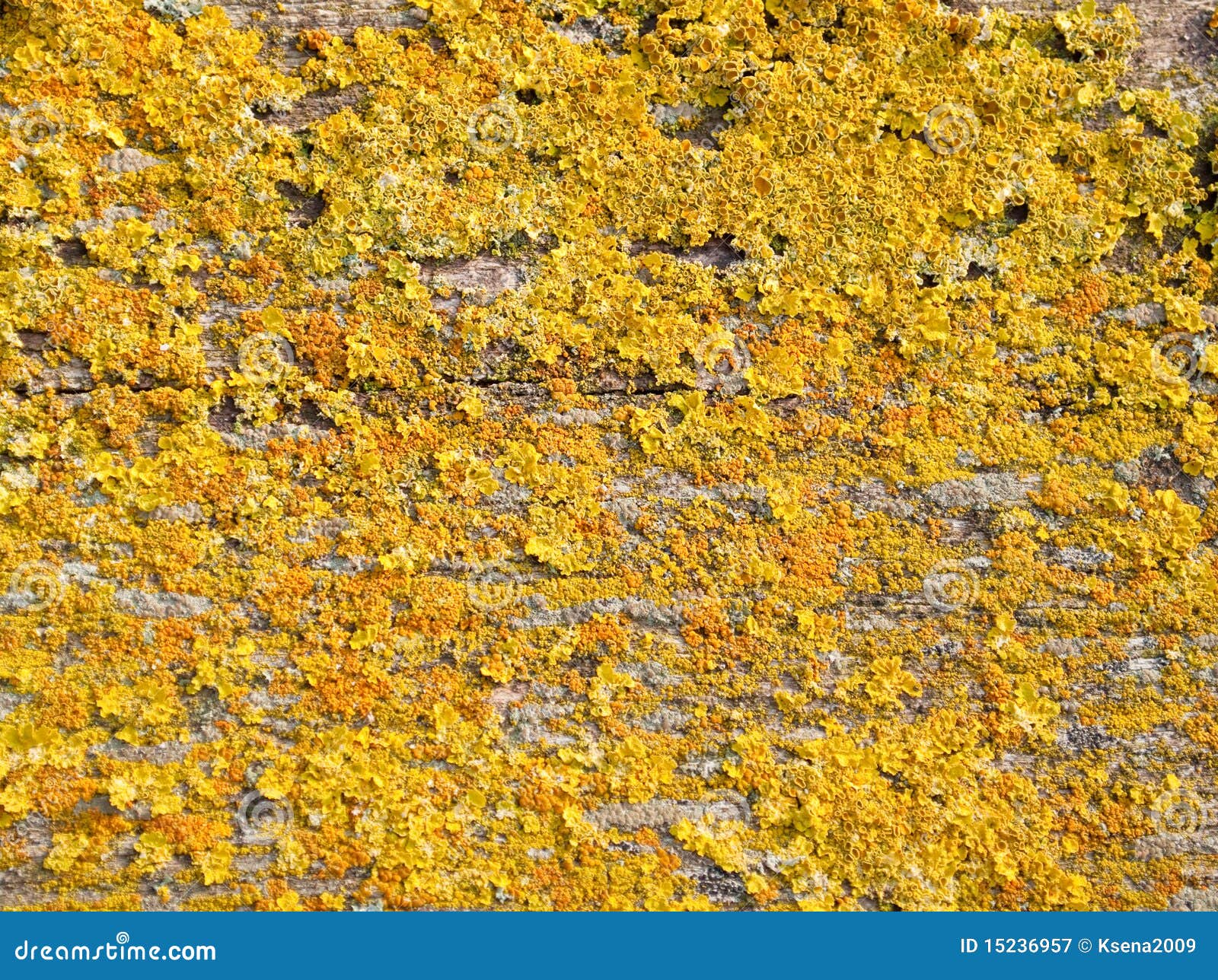 Texture of lichen stock image. Image of covering, nature - 15236957