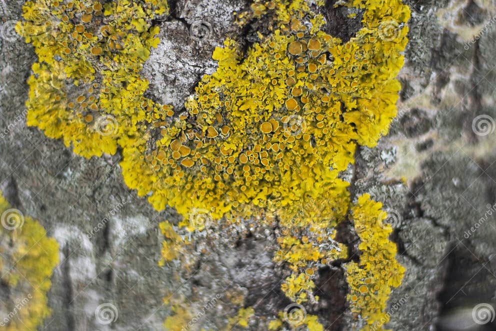 Texture of Lichen on the Bark. Stock Image - Image of natural, lichen ...