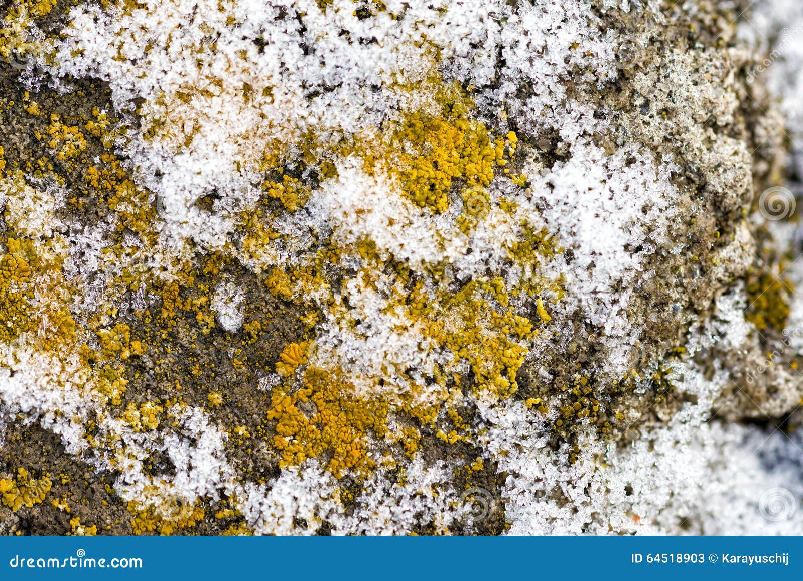 Texture of Lichen and Snow Crystal Stock Image - Image of texture, cold ...