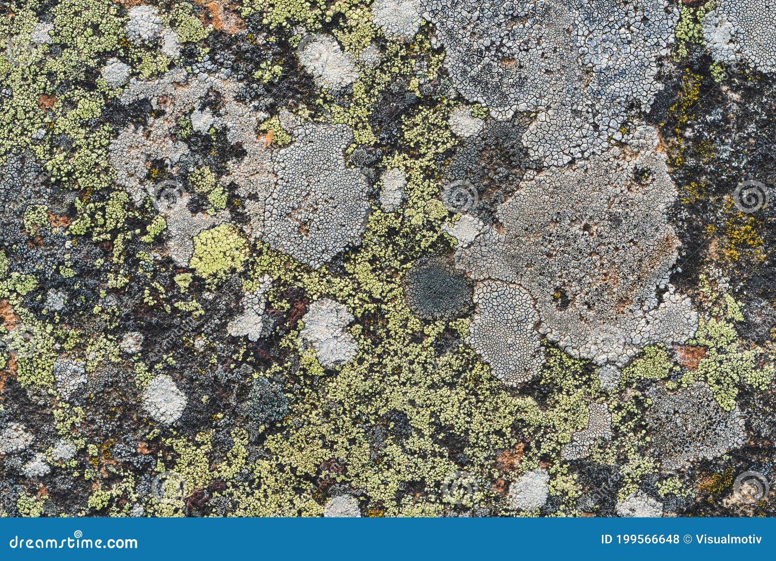 Texture of Lichens Over a Stone Surface Stock Photo - Image of abstract ...