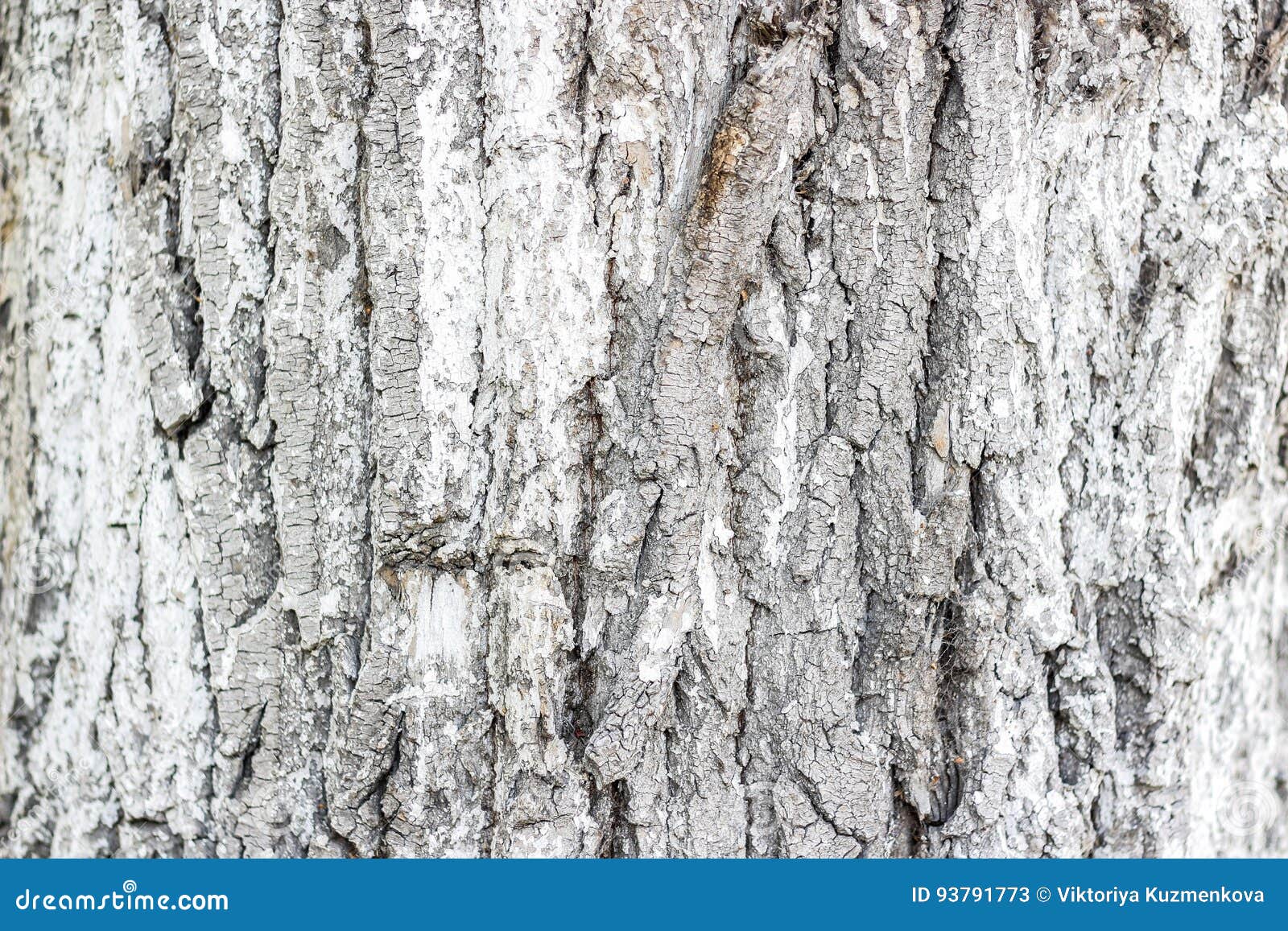 Texture of the Light Bark of a Tree Stock Image - Image of bark ...