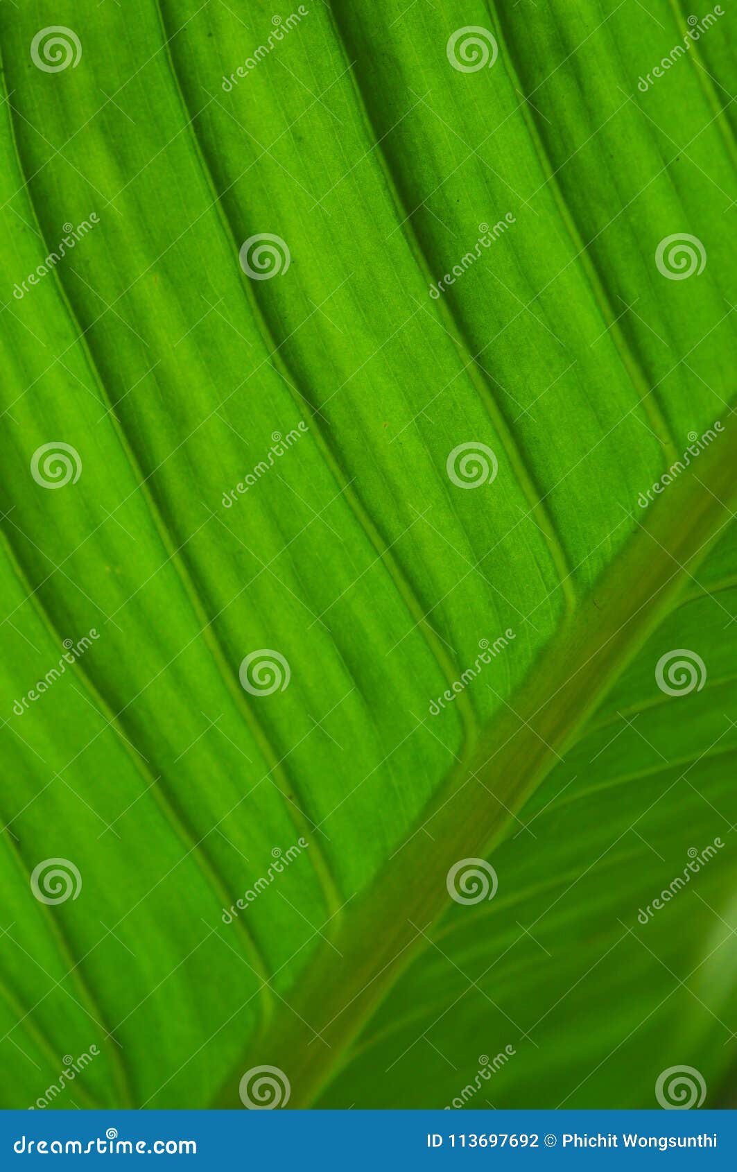 Texture of Light Green Plant Leaf Stock Photo - Image of texture, flora ...