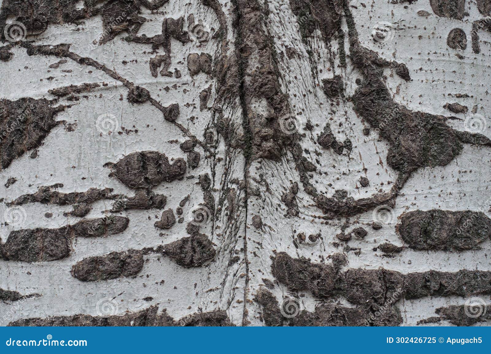 Texture of Light Grey Bark of Populus Alba Stock Image - Image of ...