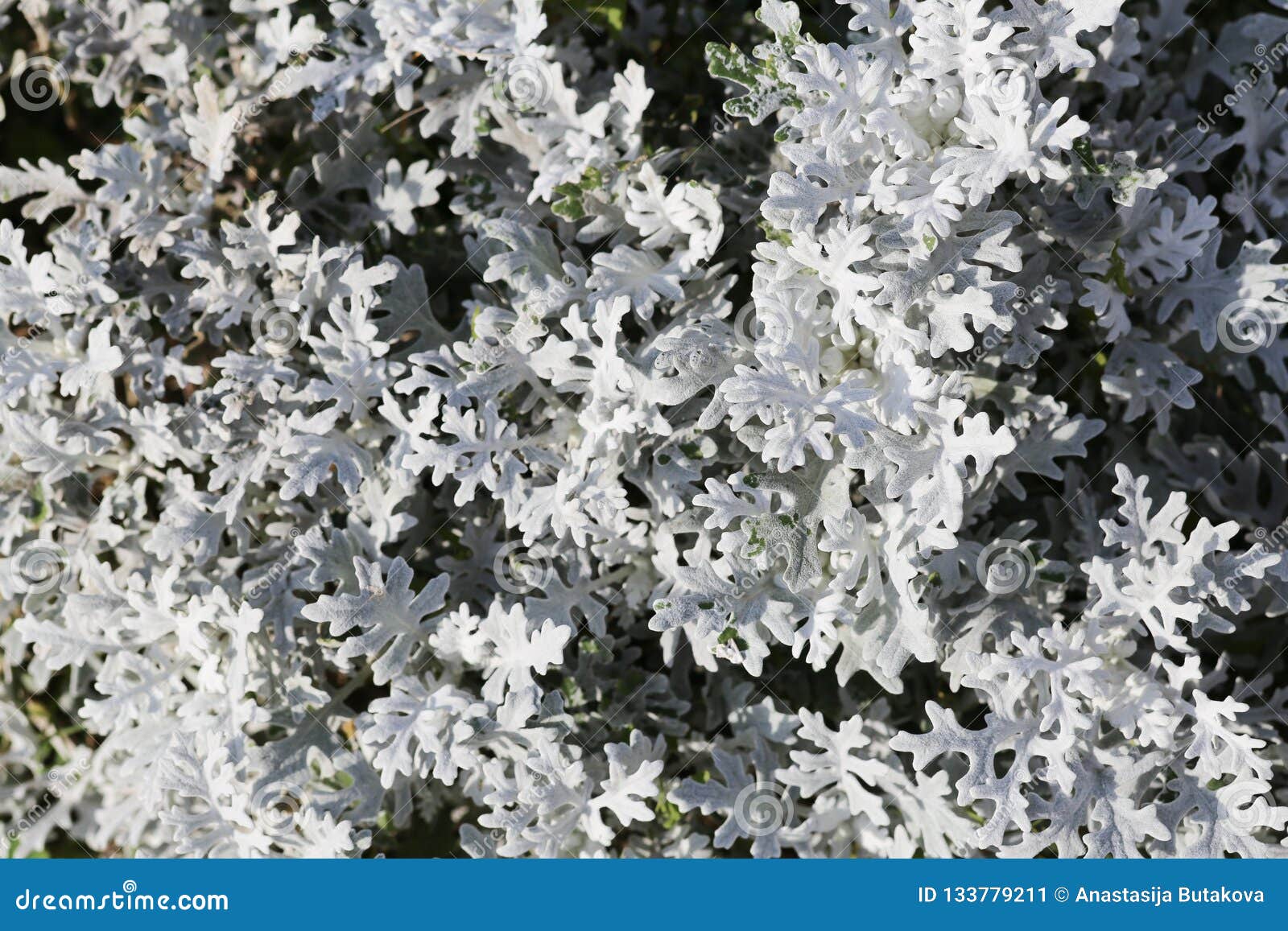 The Texture of Light Vegetation. Plant Background Stock Image - Image ...