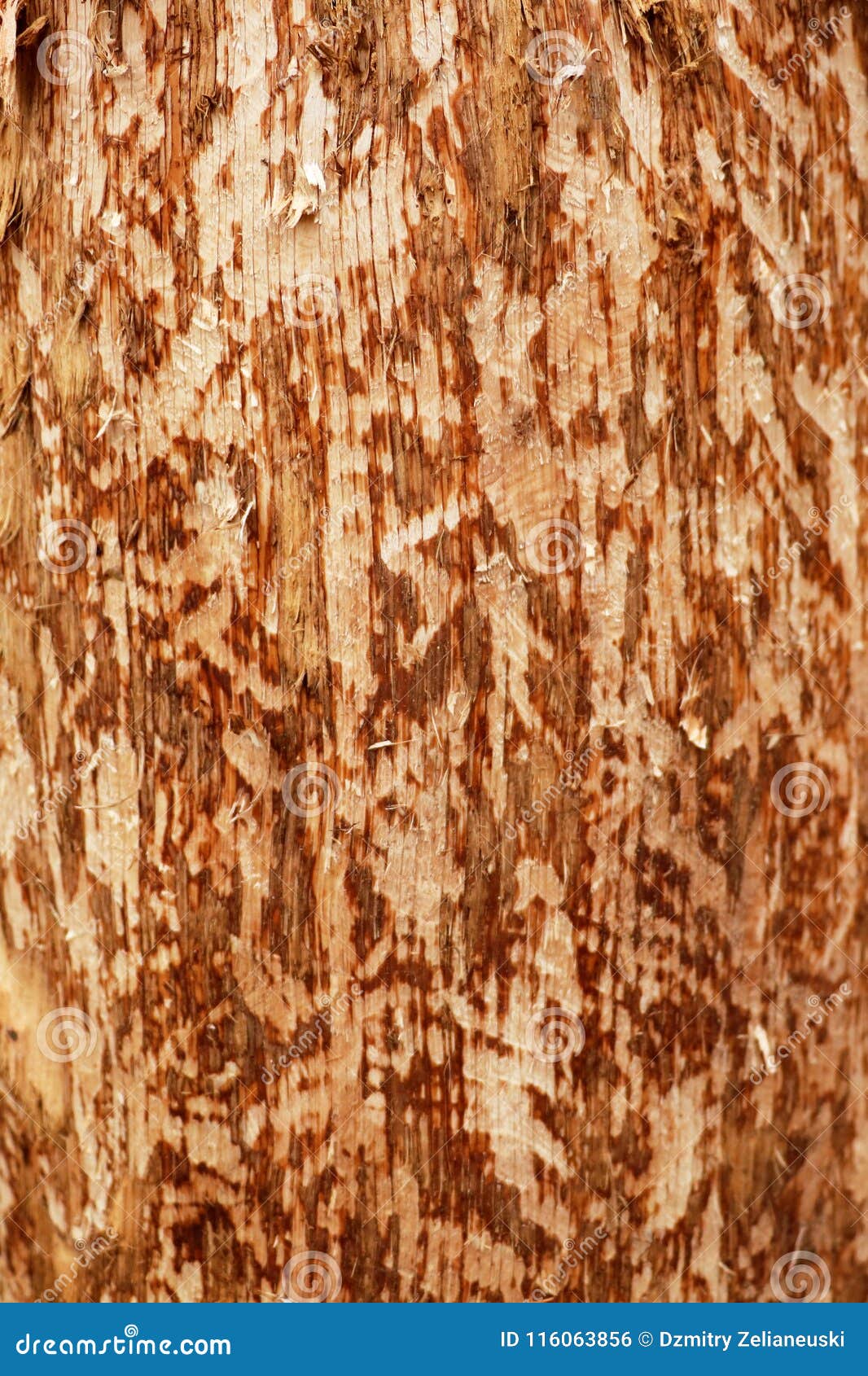 Texture of Light Wood with Different Cut Angles Stock Photo - Image of ...