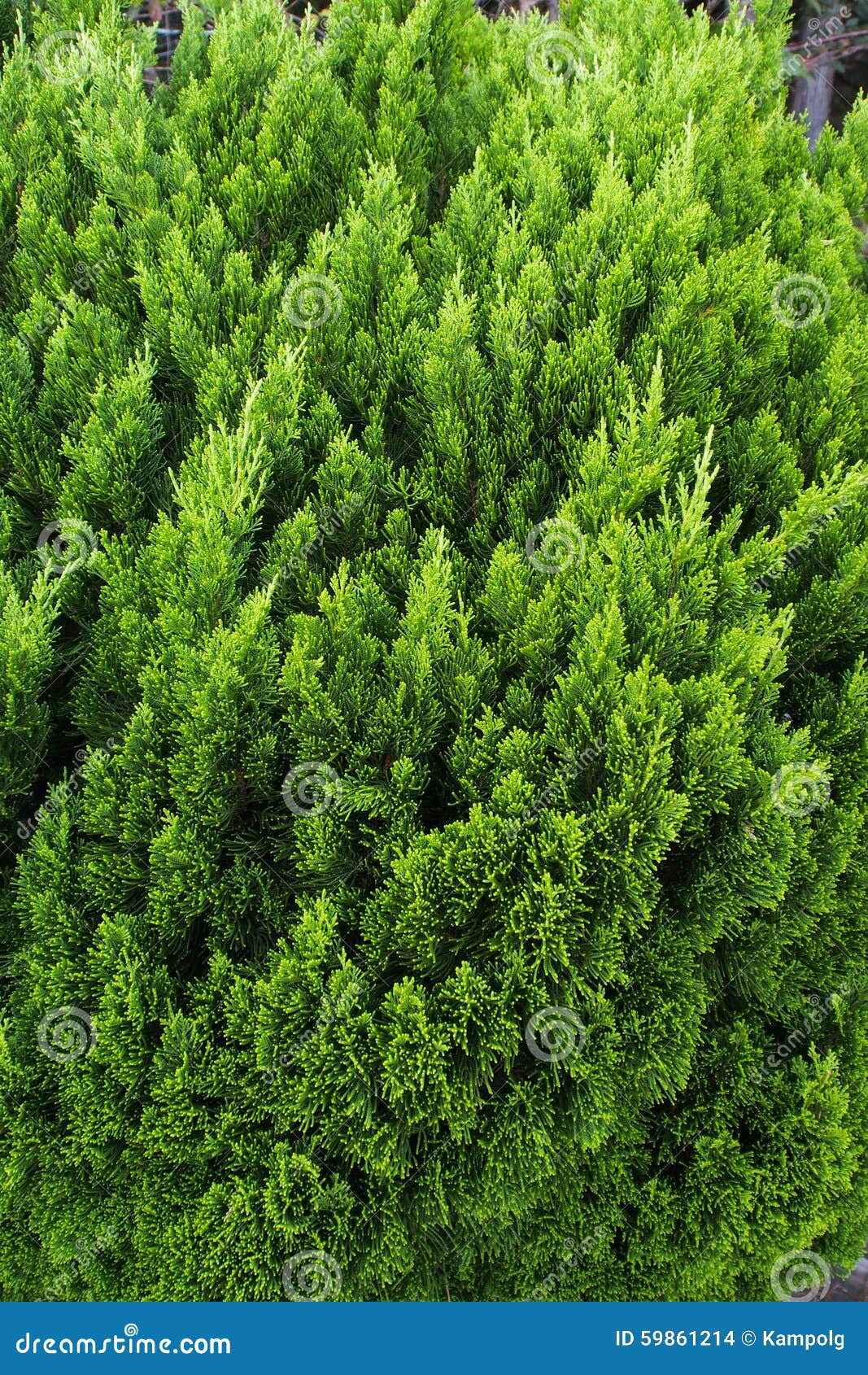 Texture of Lime Green Color Pine Leaves Stock Photo - Image of pine ...
