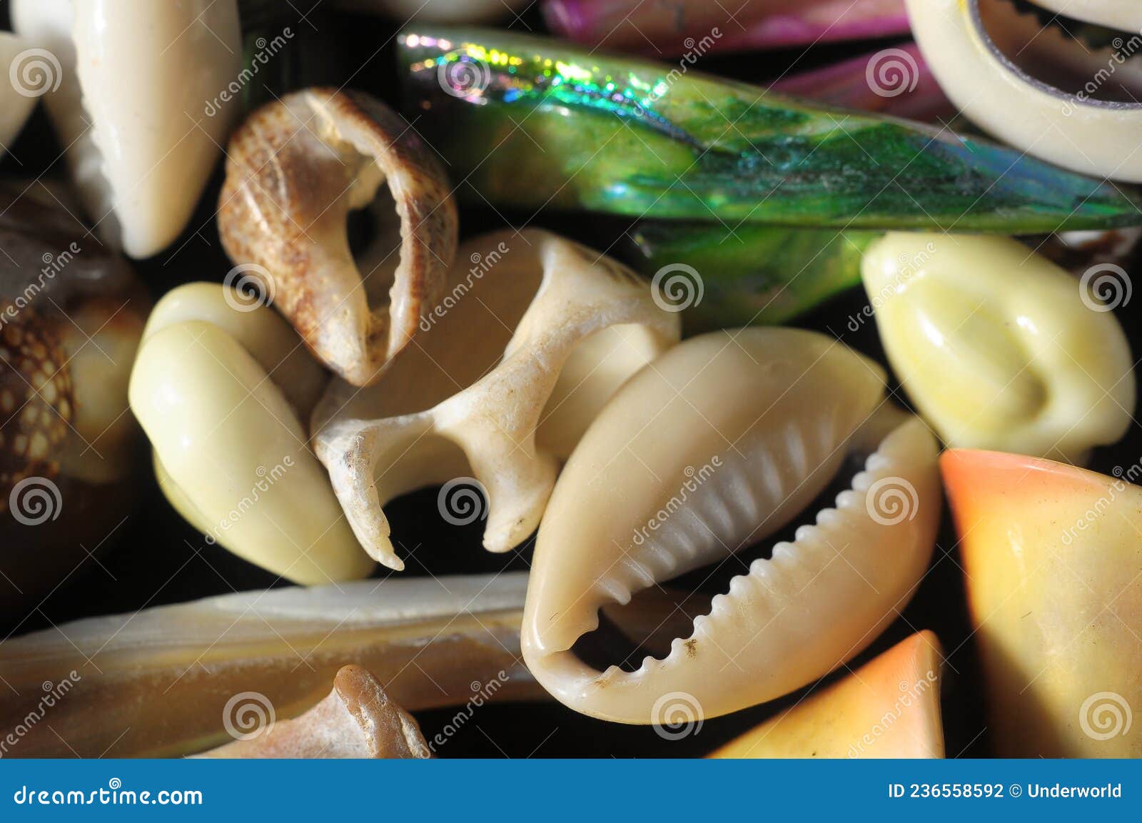 Texture Limestone Sea Shells Stock Photo - Image of crustacean, aquatic ...