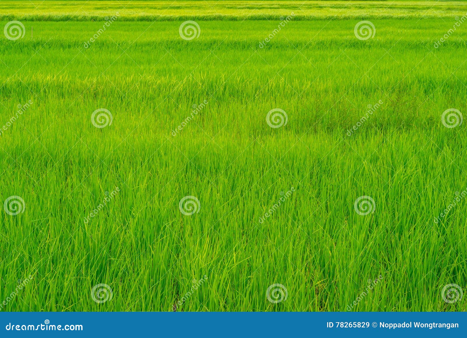 Texture and Lines of Green and Yellow Rice Field Stock Image - Image of ...