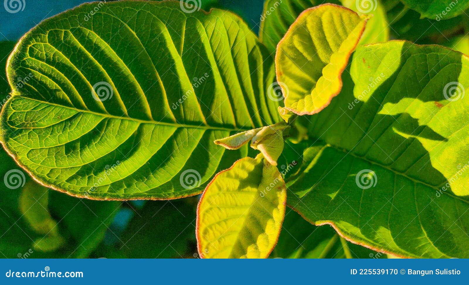 The Texture of the Lines on the Leaves of the Beautiful Guava Tree ...