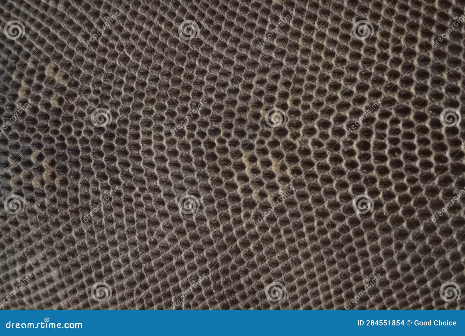 Texture of the lizard skin stock photo. Image of texture - 284551854