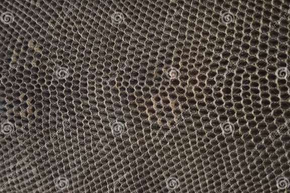 Texture of the lizard skin stock photo. Image of texture - 284551854