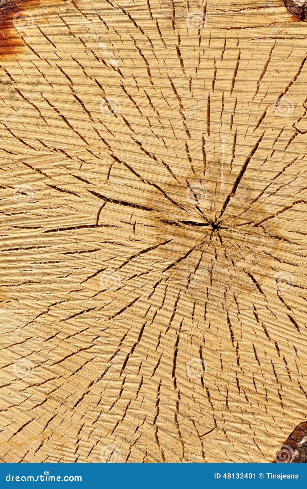 The texture of the log. stock image. Image of years, logs - 48132401