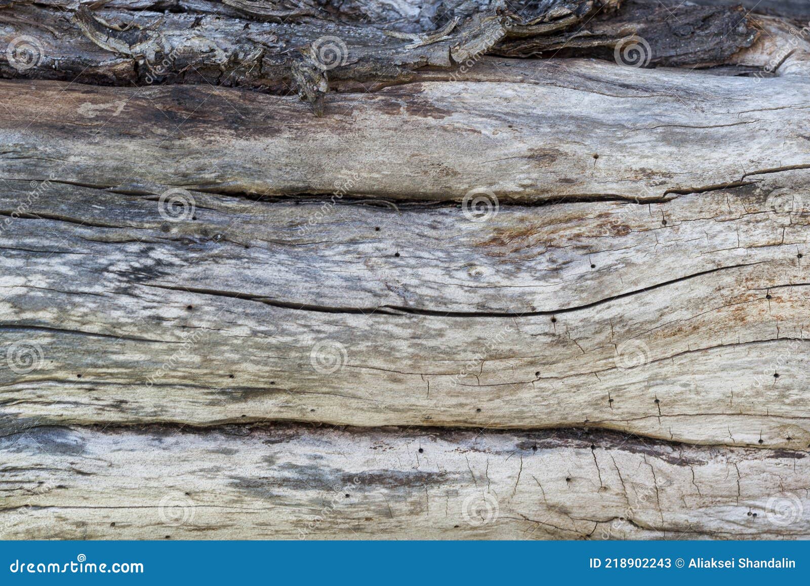 The Texture of a Log of a Sawn Apple Tree. Stock Image - Image of ...
