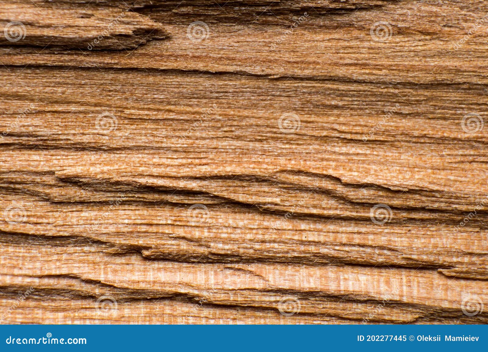 Texture of a Log or Log Split Across, Macro Shot, Wood Fibers are ...