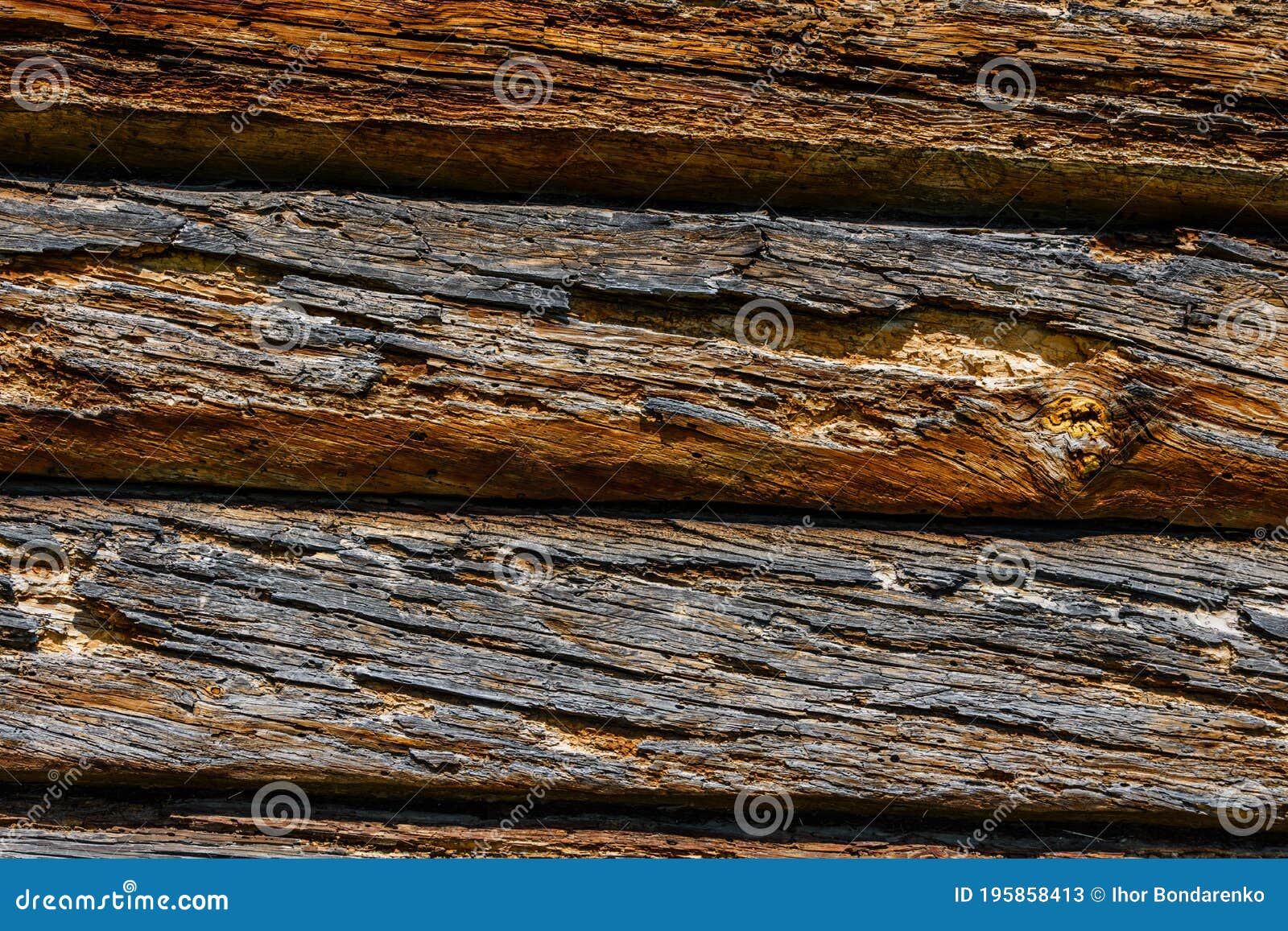 Texture Of The Logs Damaged By Wood Pests. Wooden Pattern For ...