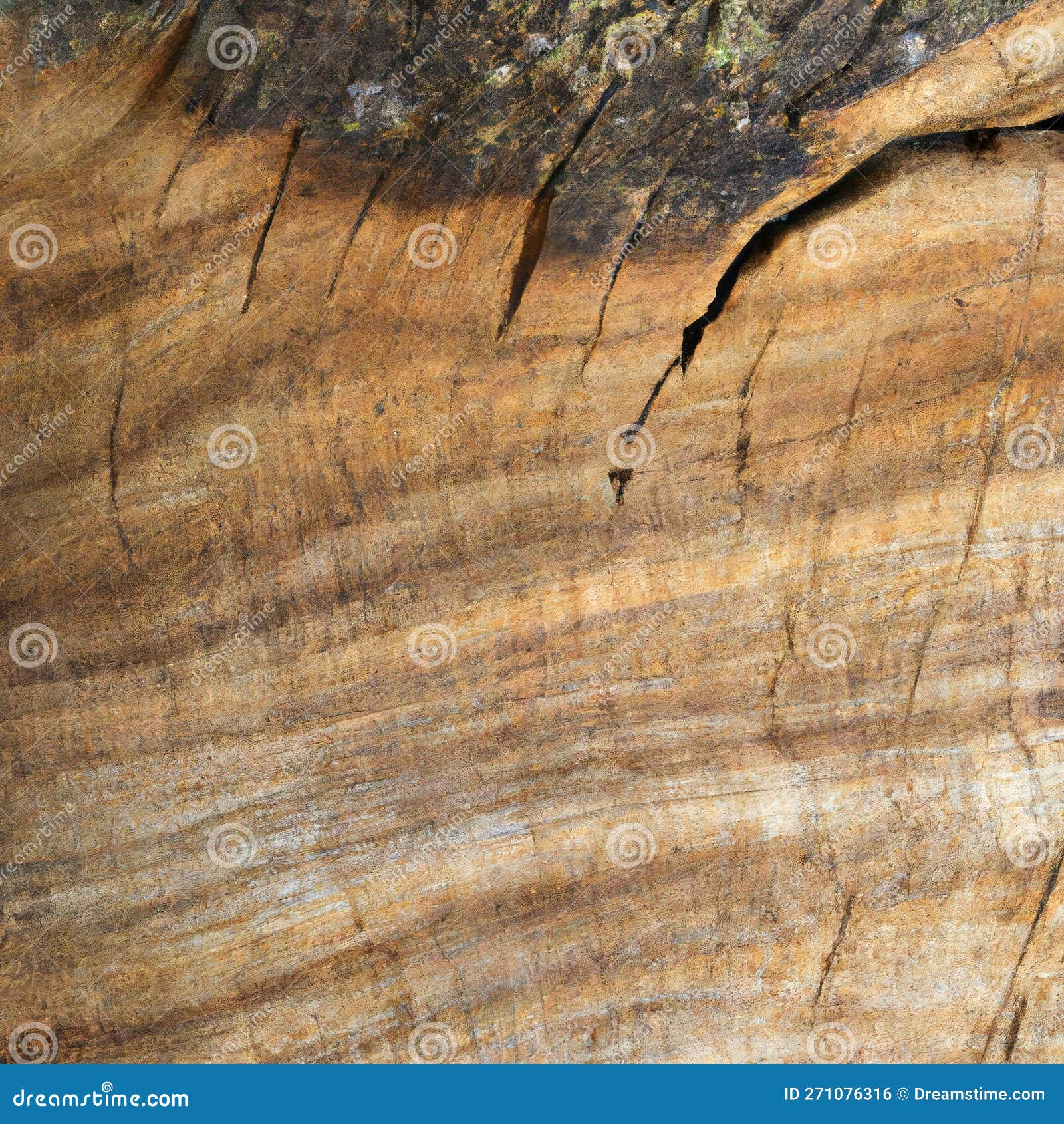 Texture Longitudinal Section of an Old Tree Stock Photo - Image of ...