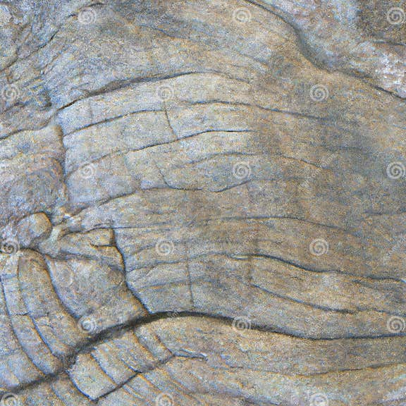 Texture Longitudinal Section of an Old Tree Stock Photo - Image of ...