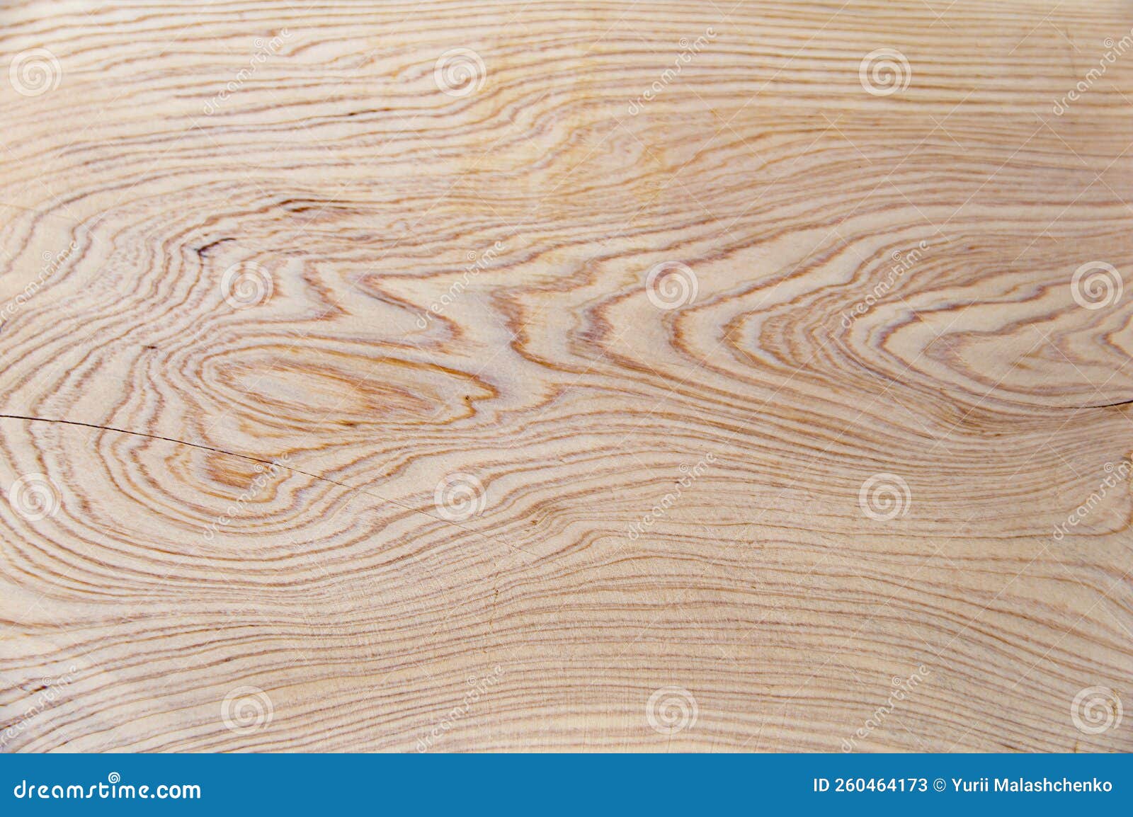 Texture of a Longitudinal Section of a Tree Trunk. Stock Image - Image ...