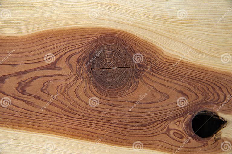 Texture of a Longitudinal Section of a Tree Trunk. Stock Image - Image ...