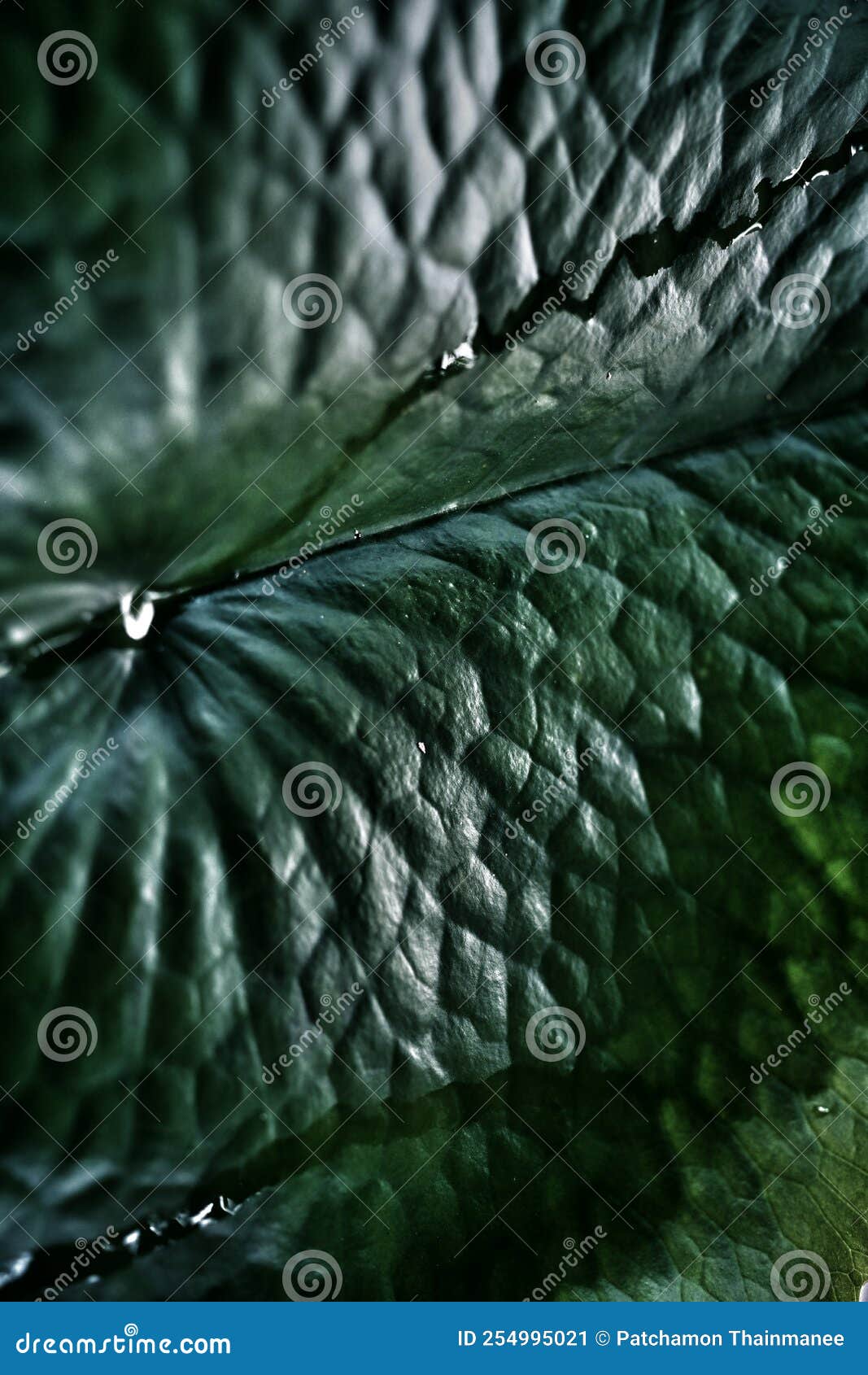 Texture Lotus Leaf Green Beautiful Image for Nature Background Stock ...