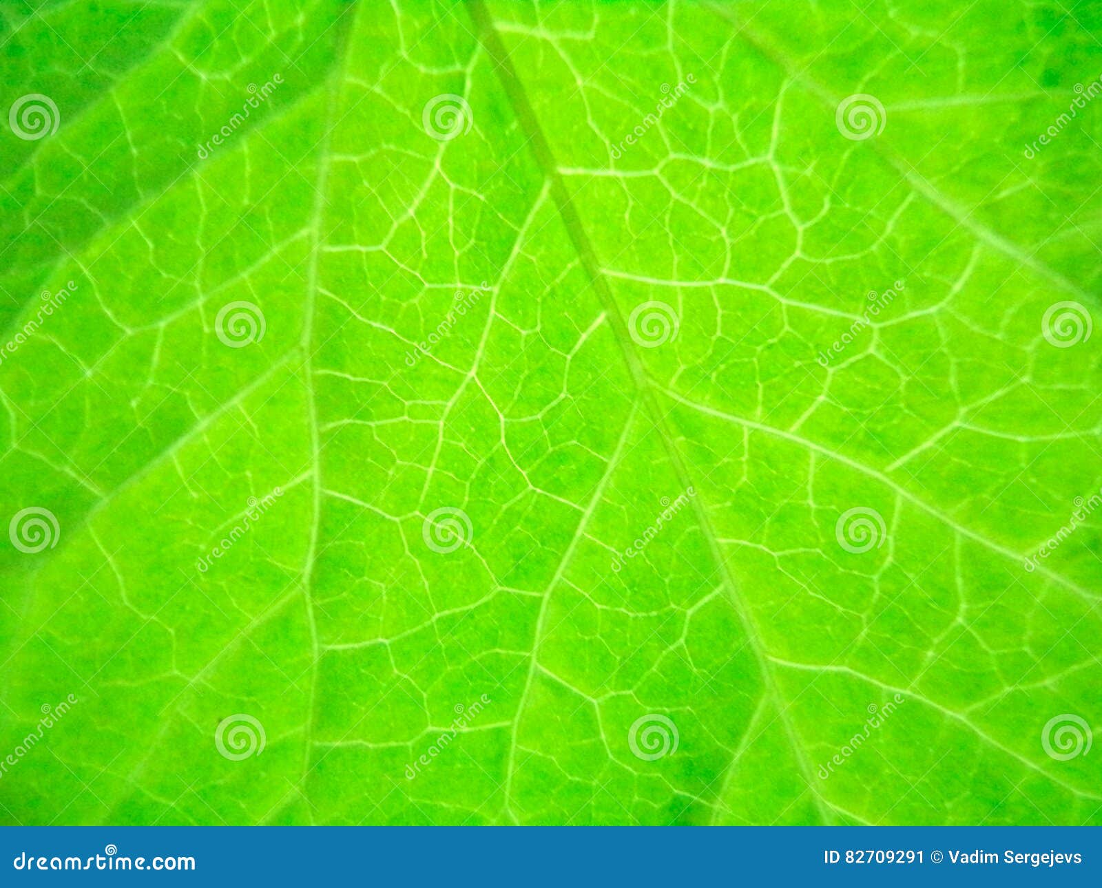 Texture Lumineuse De Feuille Image stock - Image du lumineux, texture ...