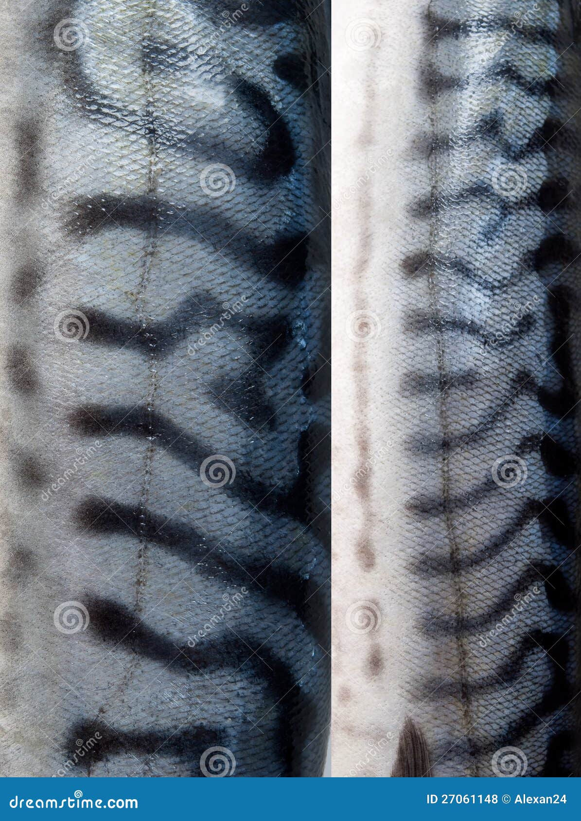 Texture of mackerel stock photo. Image of marine, seafood - 27061148