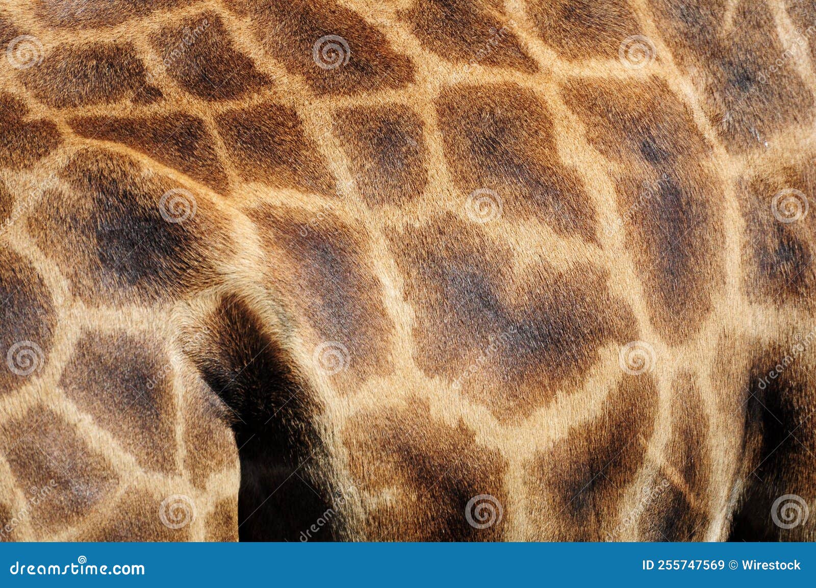 Texture Made of Giraffe Skin Stock Image - Image of giraffe, colors ...