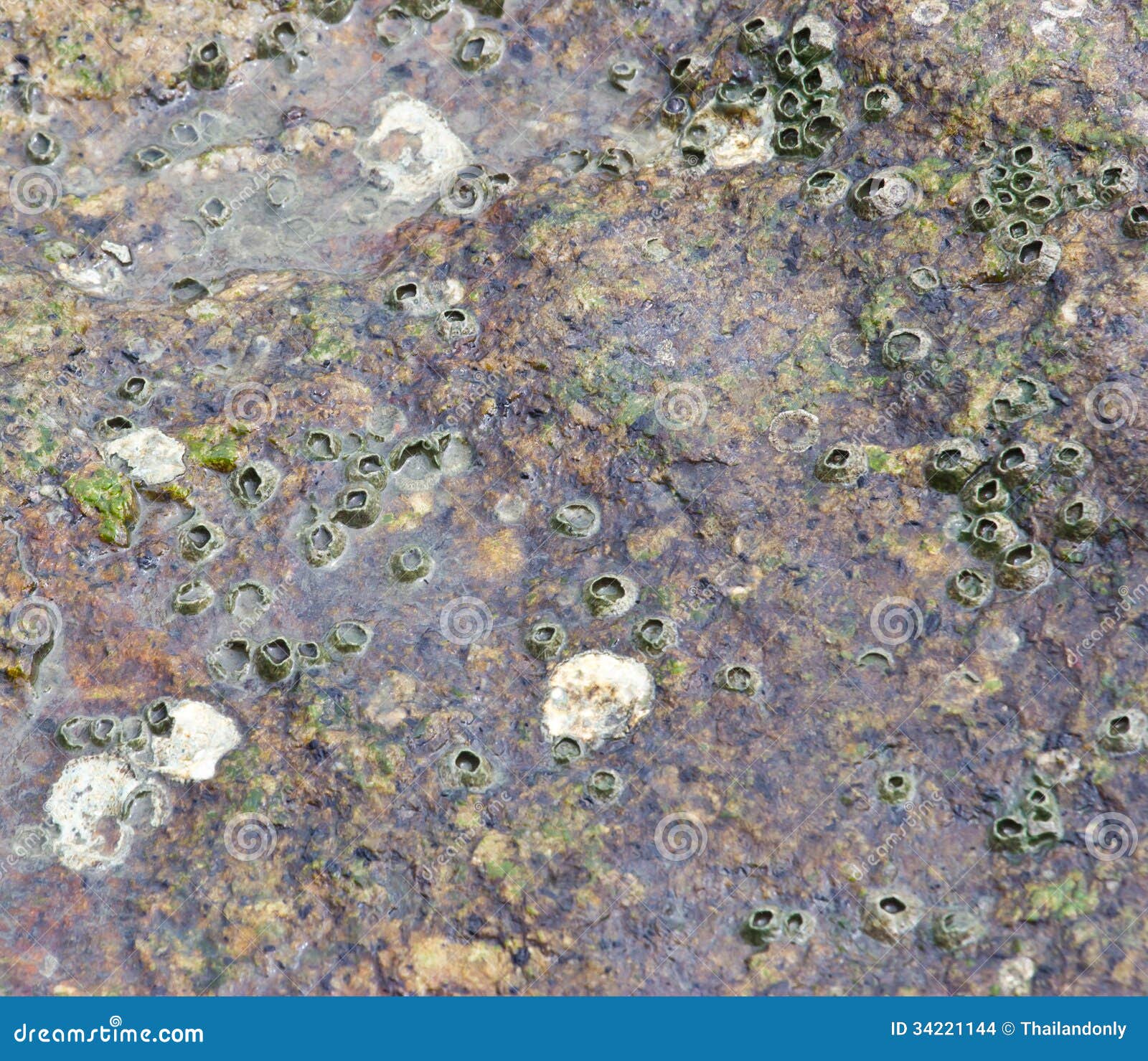 Texture Made of Shell and Stone Pieces. Stock Photo - Image of texture ...