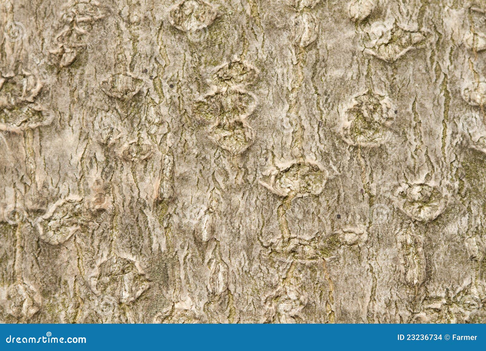Texture of a magnolia tree stock photo. Image of texture - 23236734