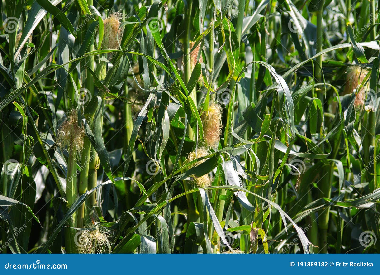 Texture maize field stock photo. Image of farm, food - 191889182