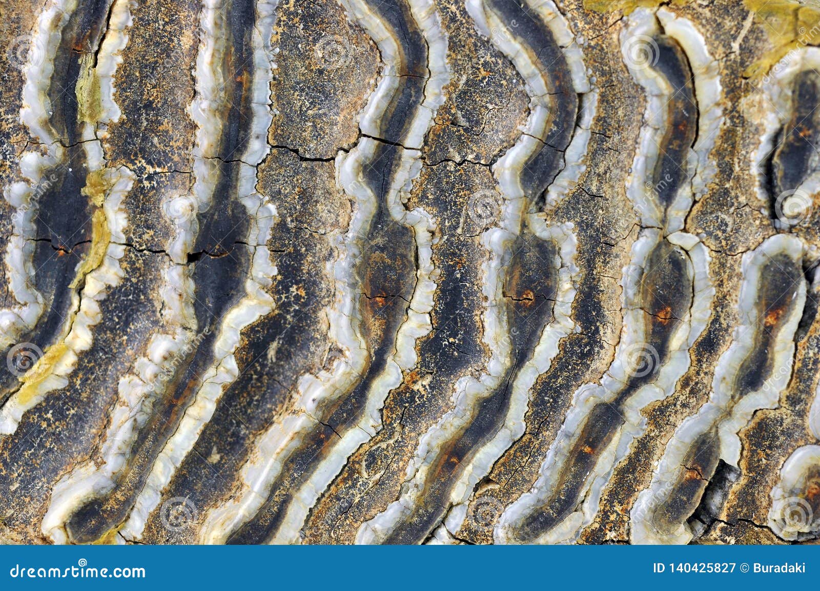 Texture of Mammoth tooth stock image. Image of macro - 140425827