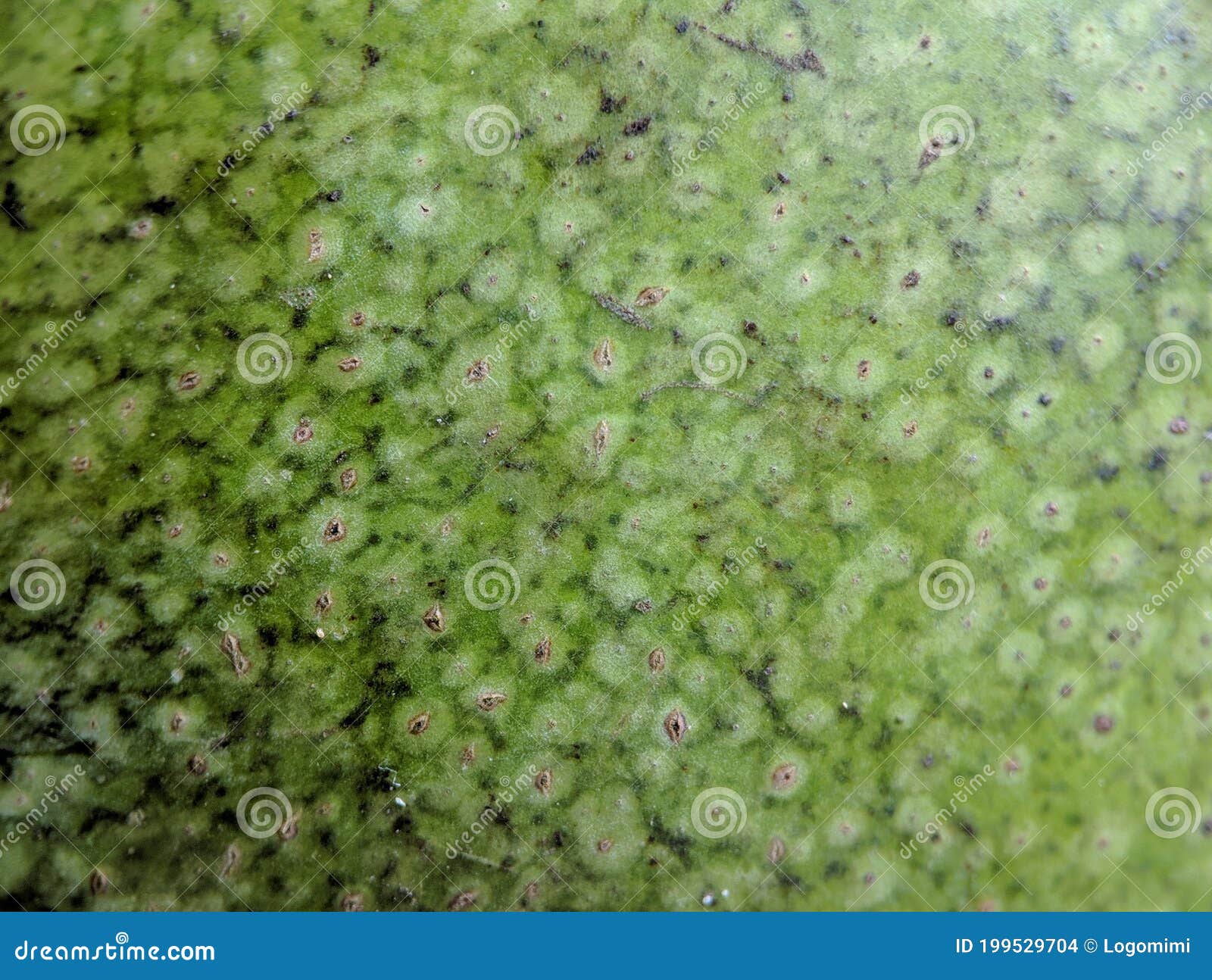 The Texture of Manalagi Mango Fruit, Green Mango Outer Skin Stock Photo ...