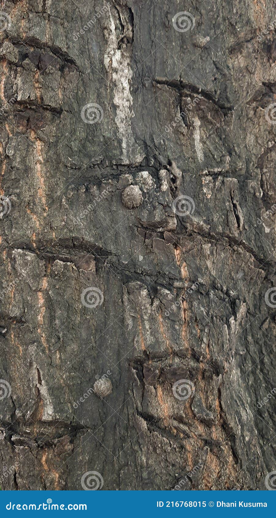 Texture of mango tree stock image. Image of wood, green - 216768015