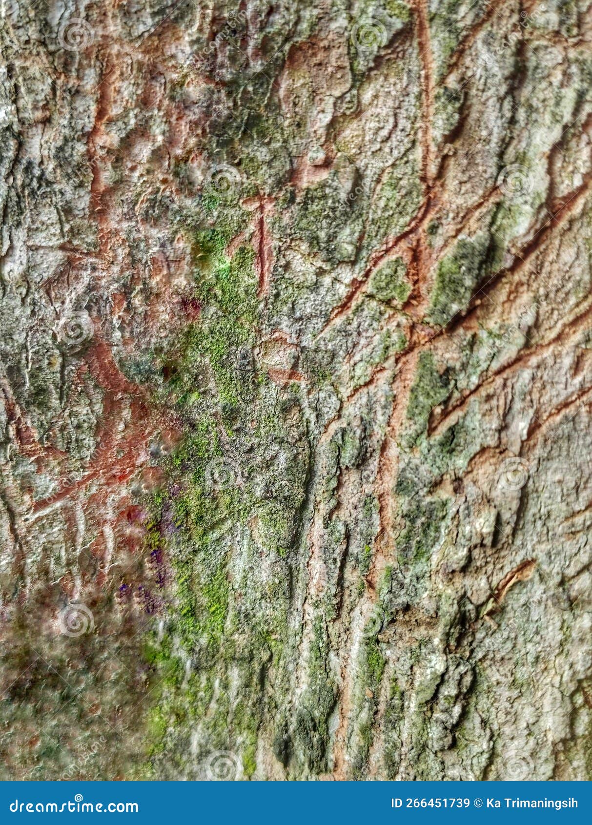 The Texture of the Mango Tree Stock Image - Image of texture, tree ...