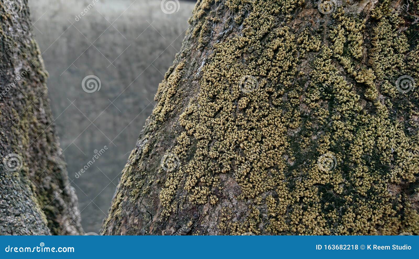 Texture of Mango Tree Bark Covered with Dried Moss Stock Photo - Image ...
