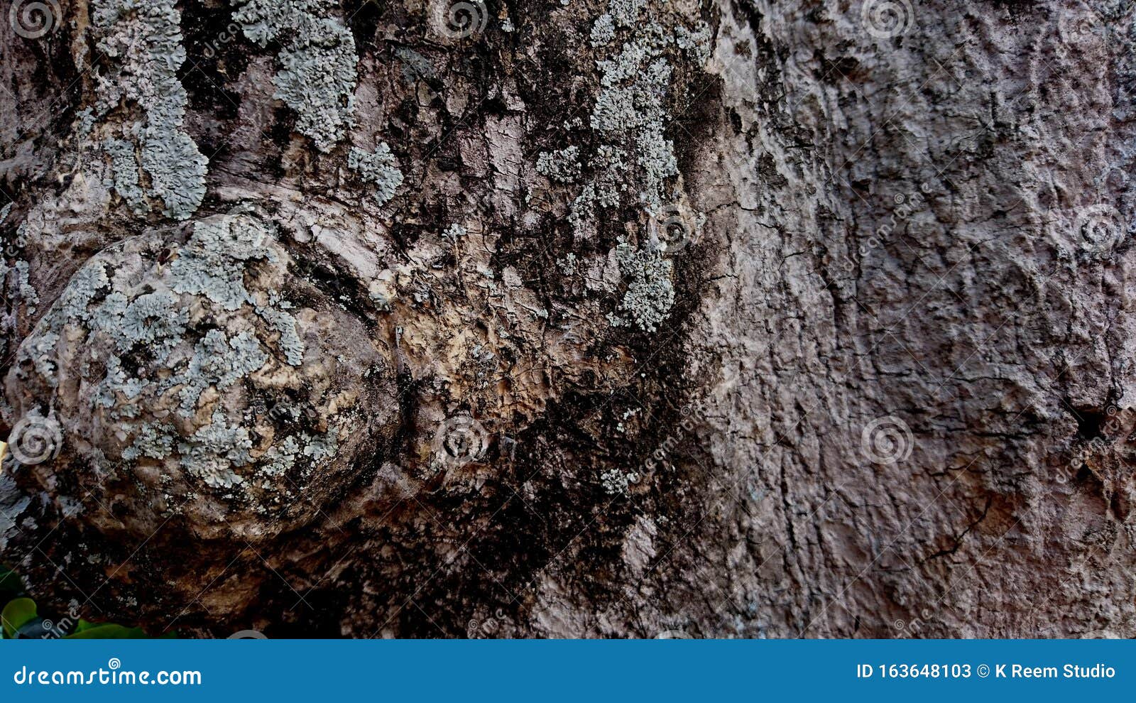 The Texture Of The Mango Tree Bark, There Are Little Protrusions Out ...