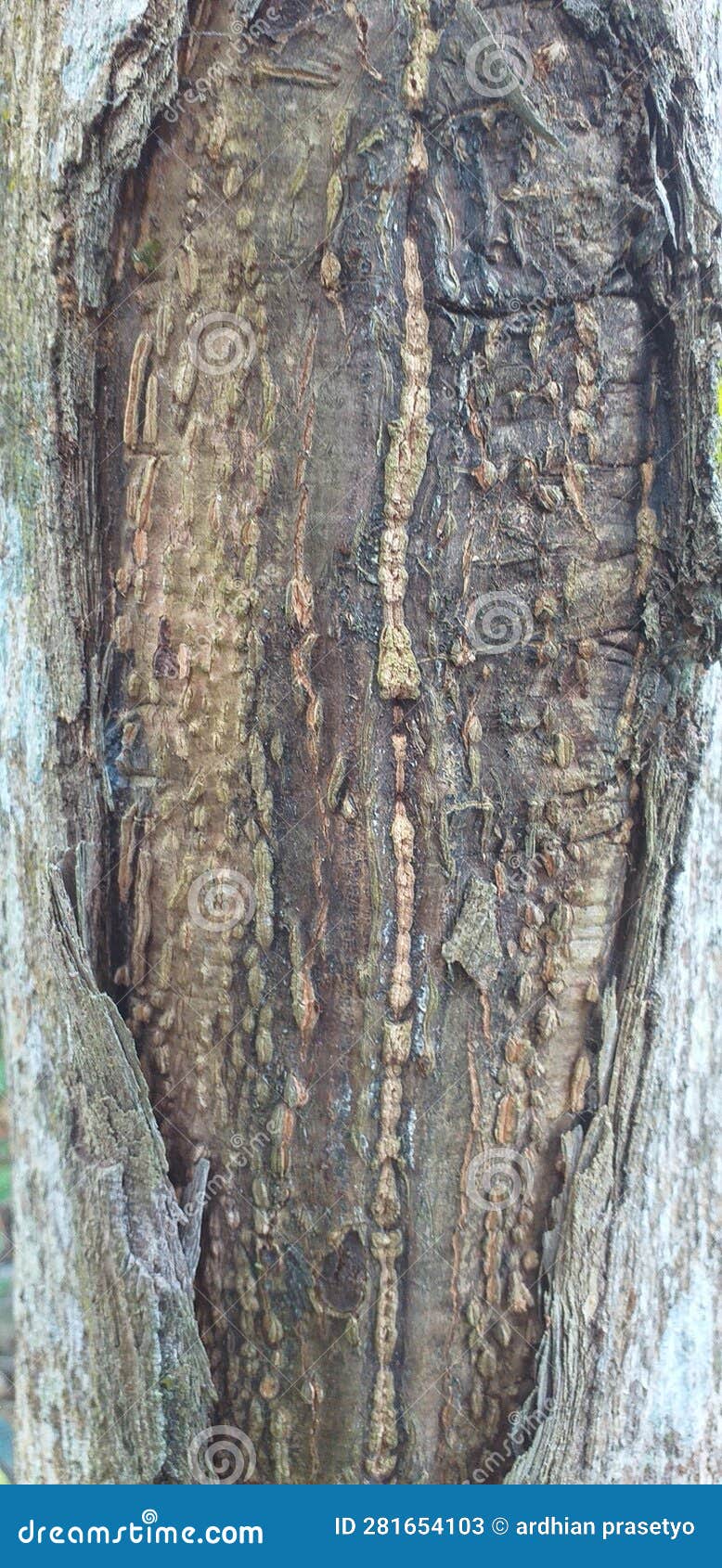 Texture Of Mango Tree Bark In The Shape Of Female Genitalia Royalty ...