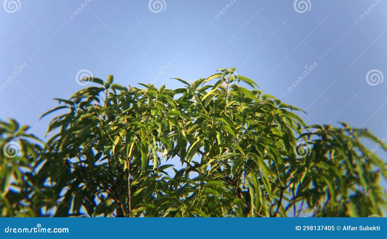 The Texture of the Mango Tree Stock Video - Video of beautiful, spring ...