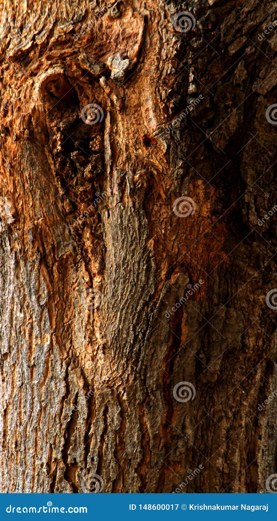 Texture of Mango Tree stock image. Image of freshness - 148600017