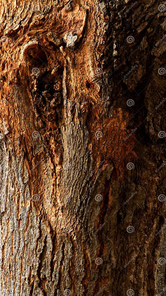 Texture of Mango Tree stock image. Image of freshness - 148600017