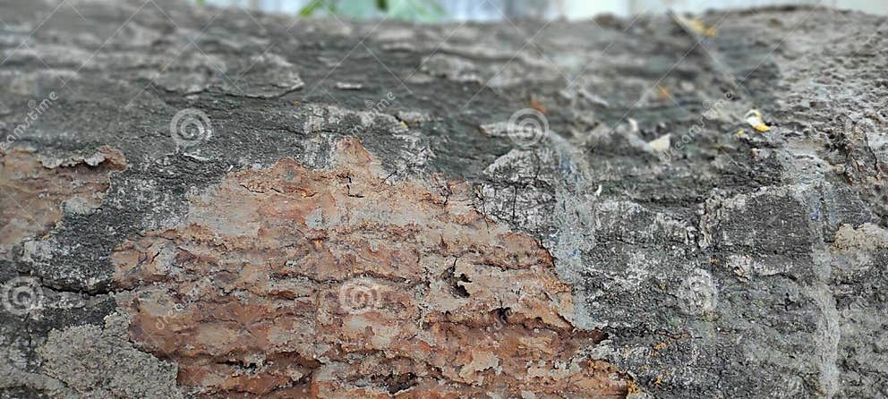 The Texture of a Mango Tree Trunk and Some of it Peeling Off Stock ...