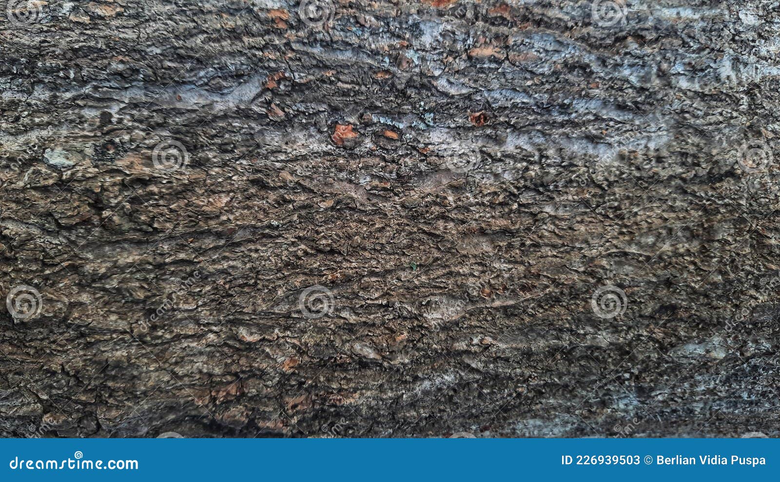 Texture mango tree wood stock image. Image of tree, wood - 226939503